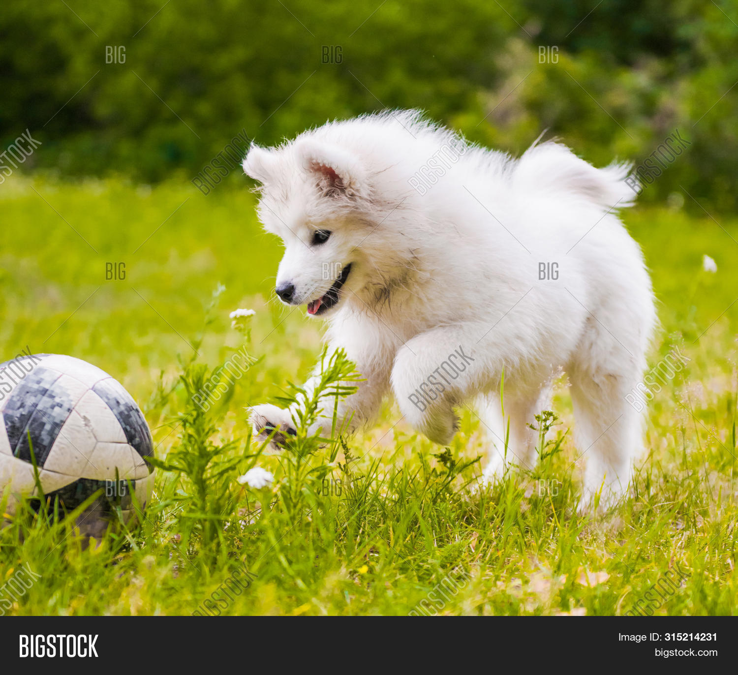 Samoyed Puppy Dog Image & Photo (Free Trial) | Bigstock