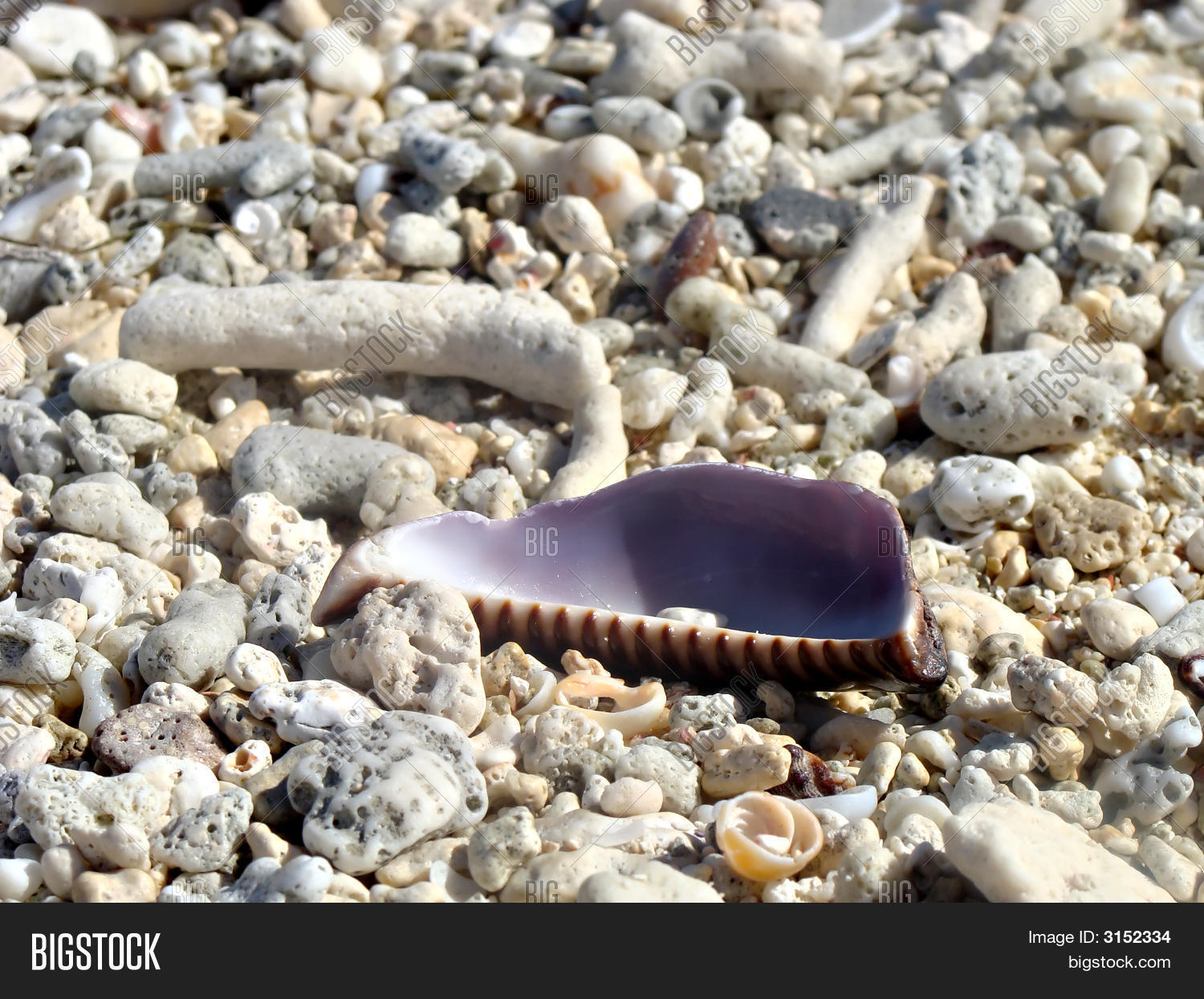 Sea Shell On Beach Image & Photo (Free Trial) | Bigstock