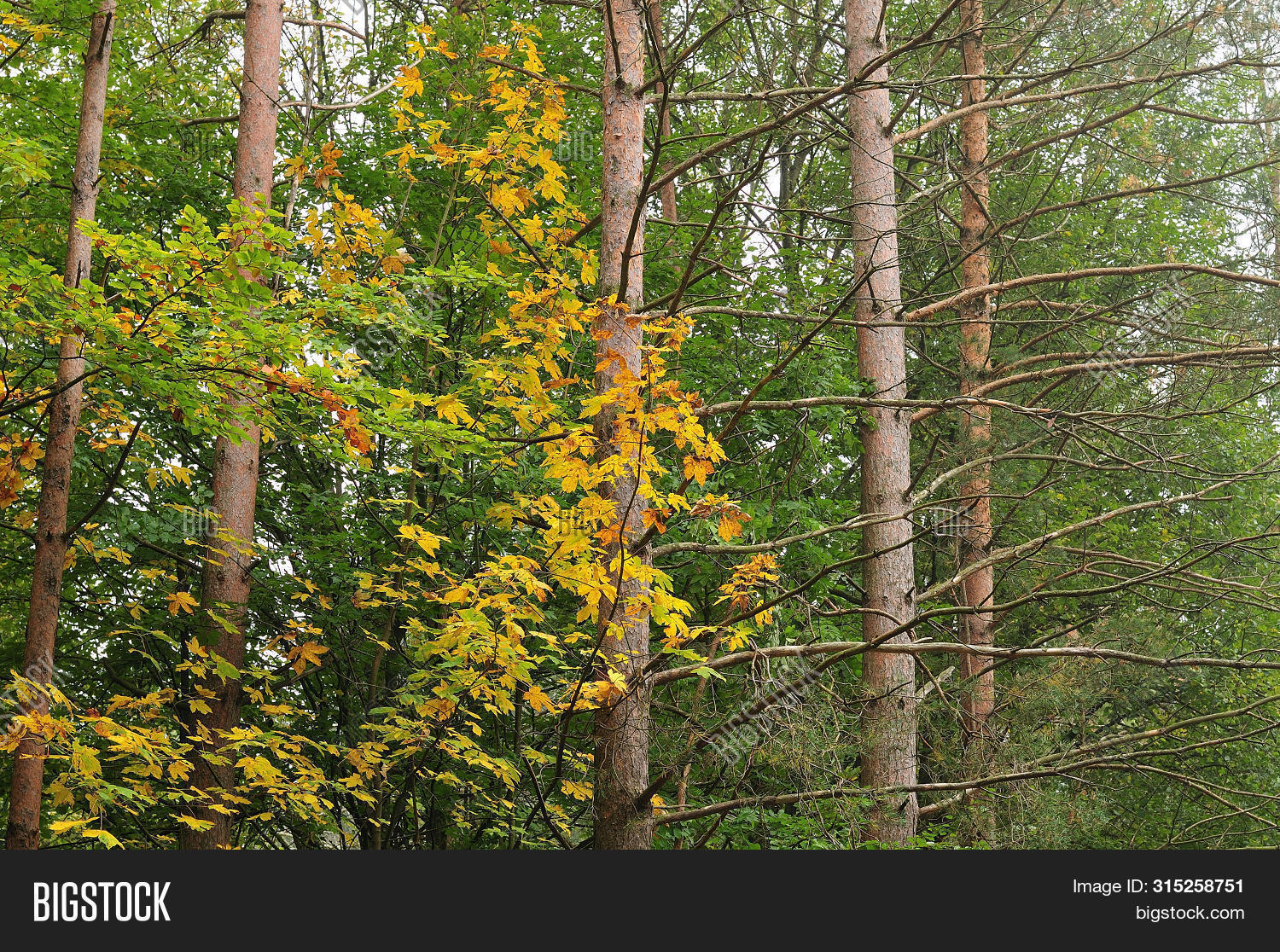 Forest Edge Autumn Image & Photo (Free Trial) | Bigstock