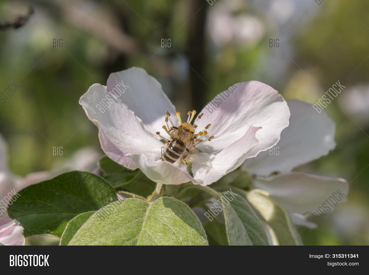 Close Bumble Bee On Image & Photo (Free Trial) | Bigstock
