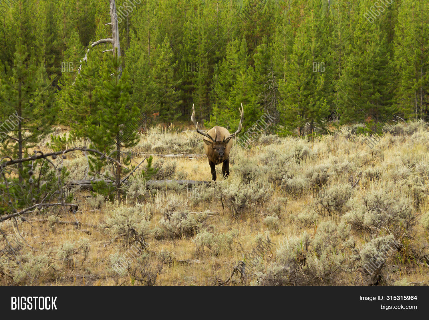 North American Elk. Image & Photo (Free Trial) | Bigstock