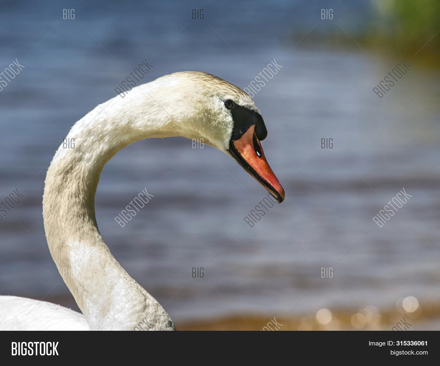 Wild Fat Swan Feeding Image & Photo (Free Trial) | Bigstock