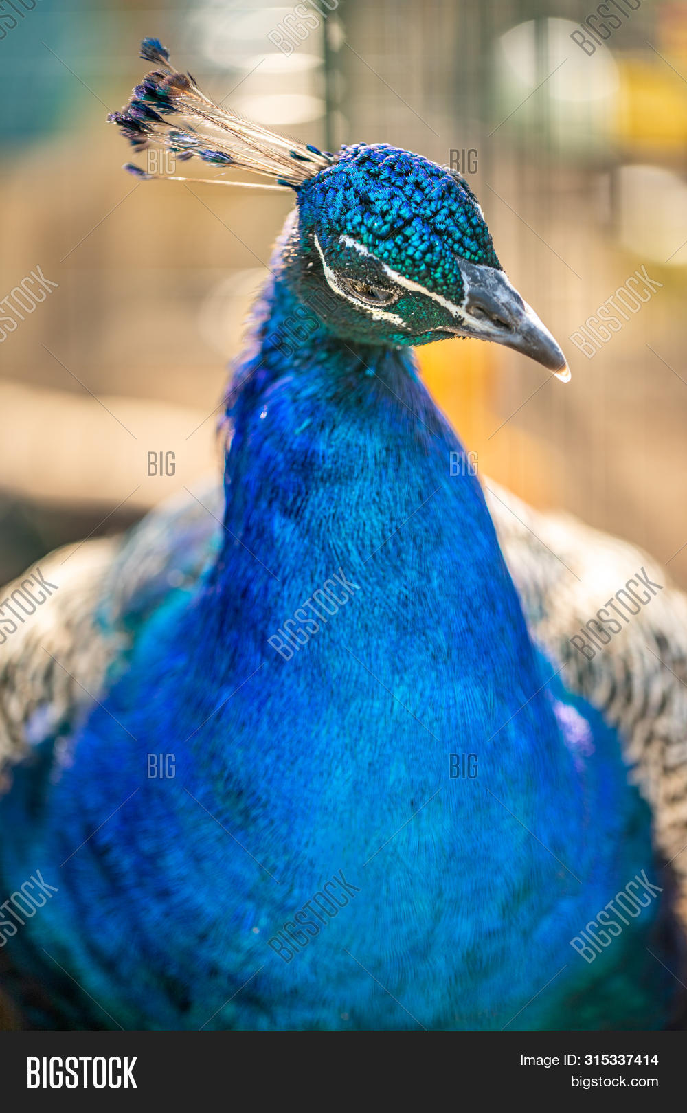 Portrait Peacock. Head Image & Photo (Free Trial) | Bigstock