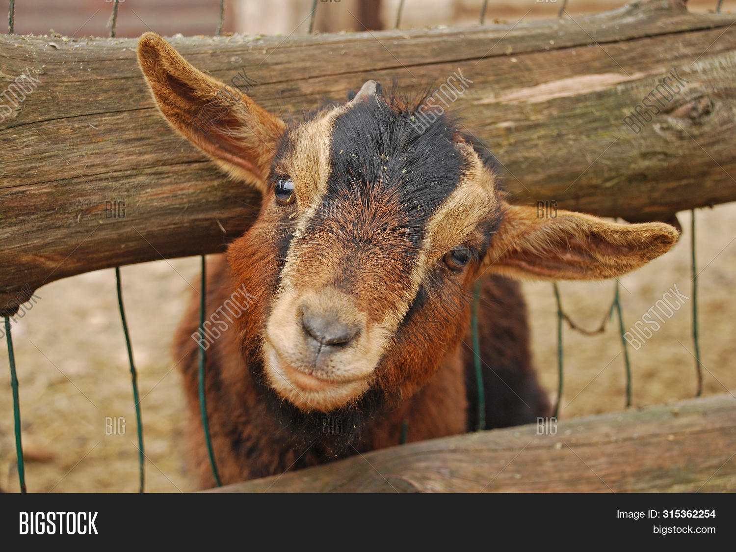 Cameroon Goat African Image & Photo (Free Trial) | Bigstock
