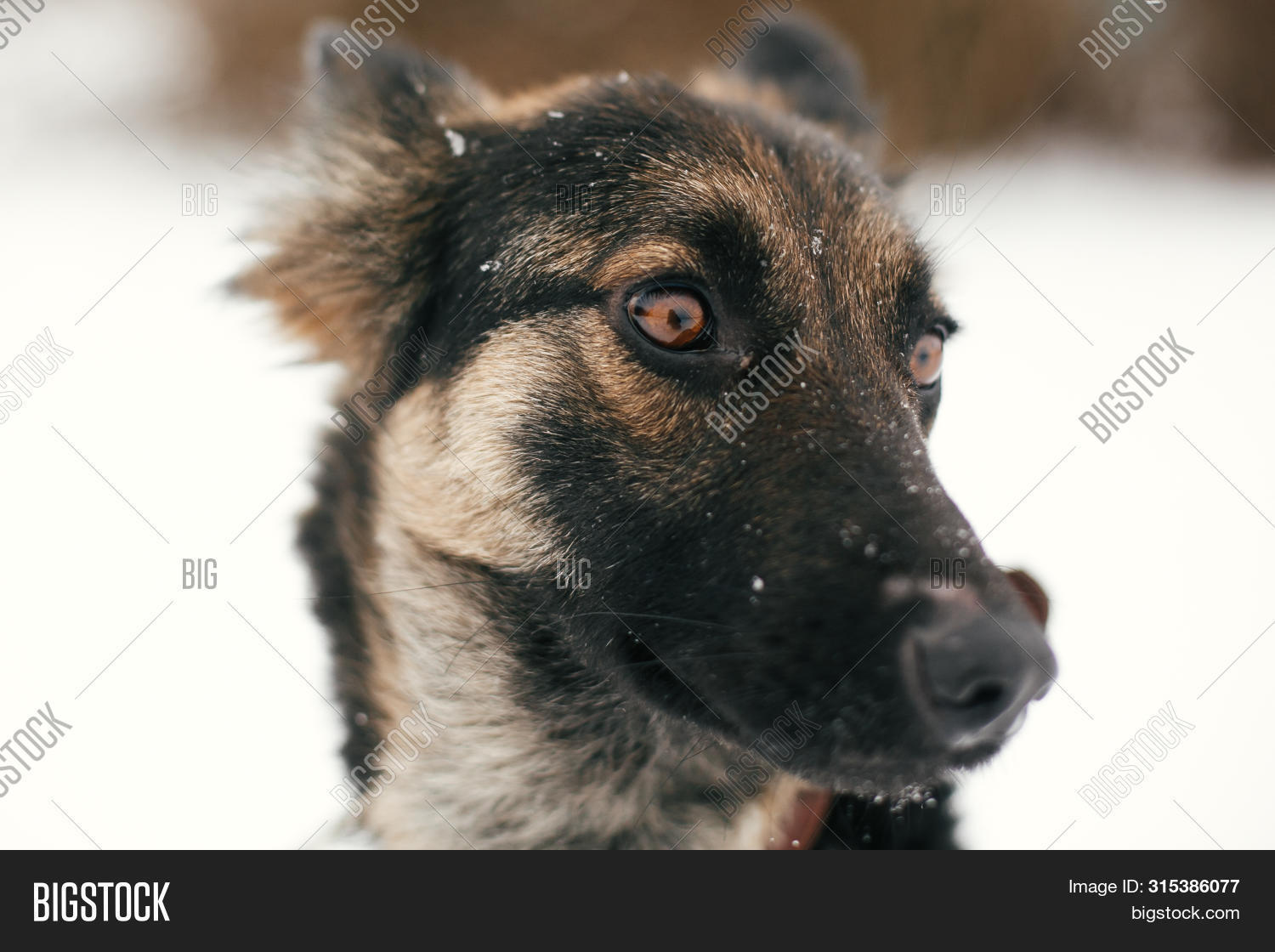 Cute Scared Puppy Sad Image & Photo (Free Trial) | Bigstock