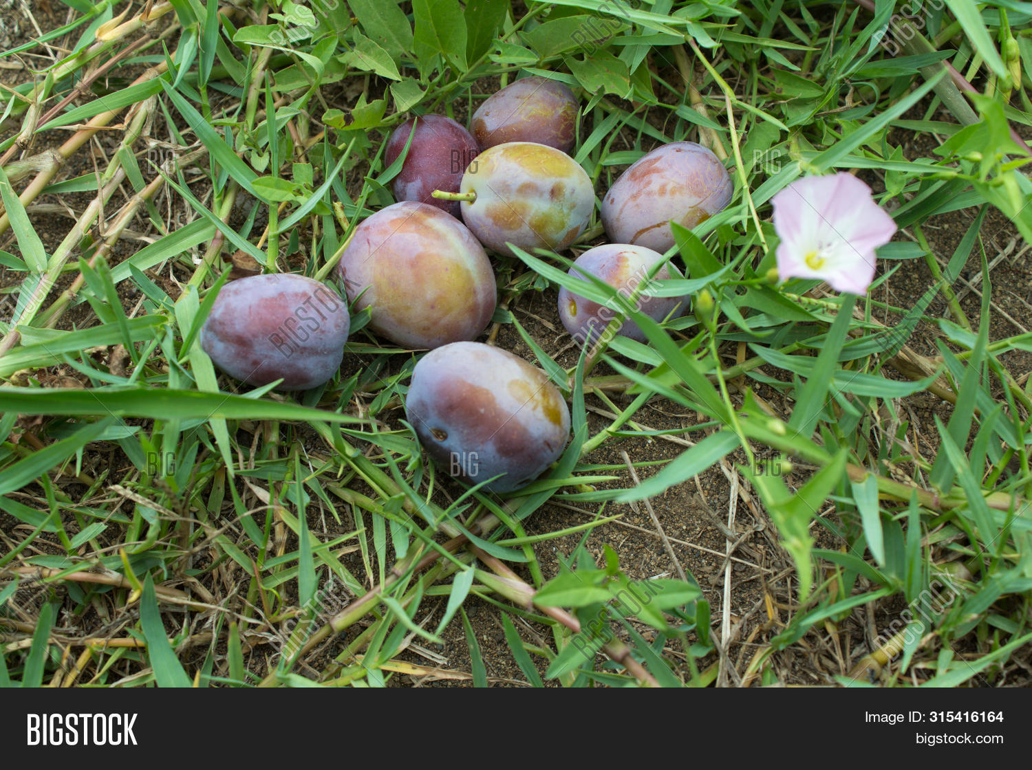 Ripe Rottened Plums On Image & Photo (Free Trial) | Bigstock