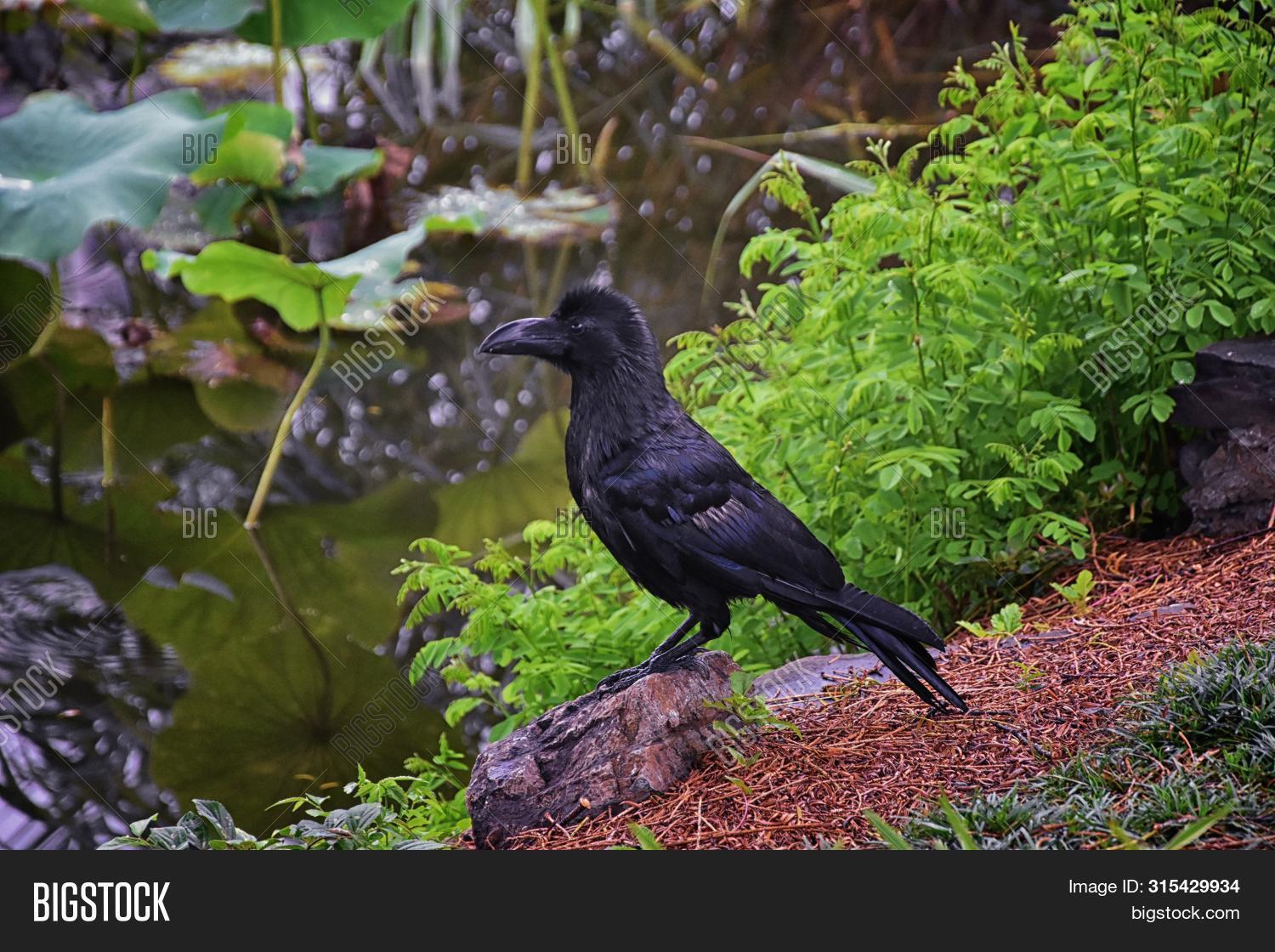 Raven (corvus Corax) Image & Photo (Free Trial) | Bigstock