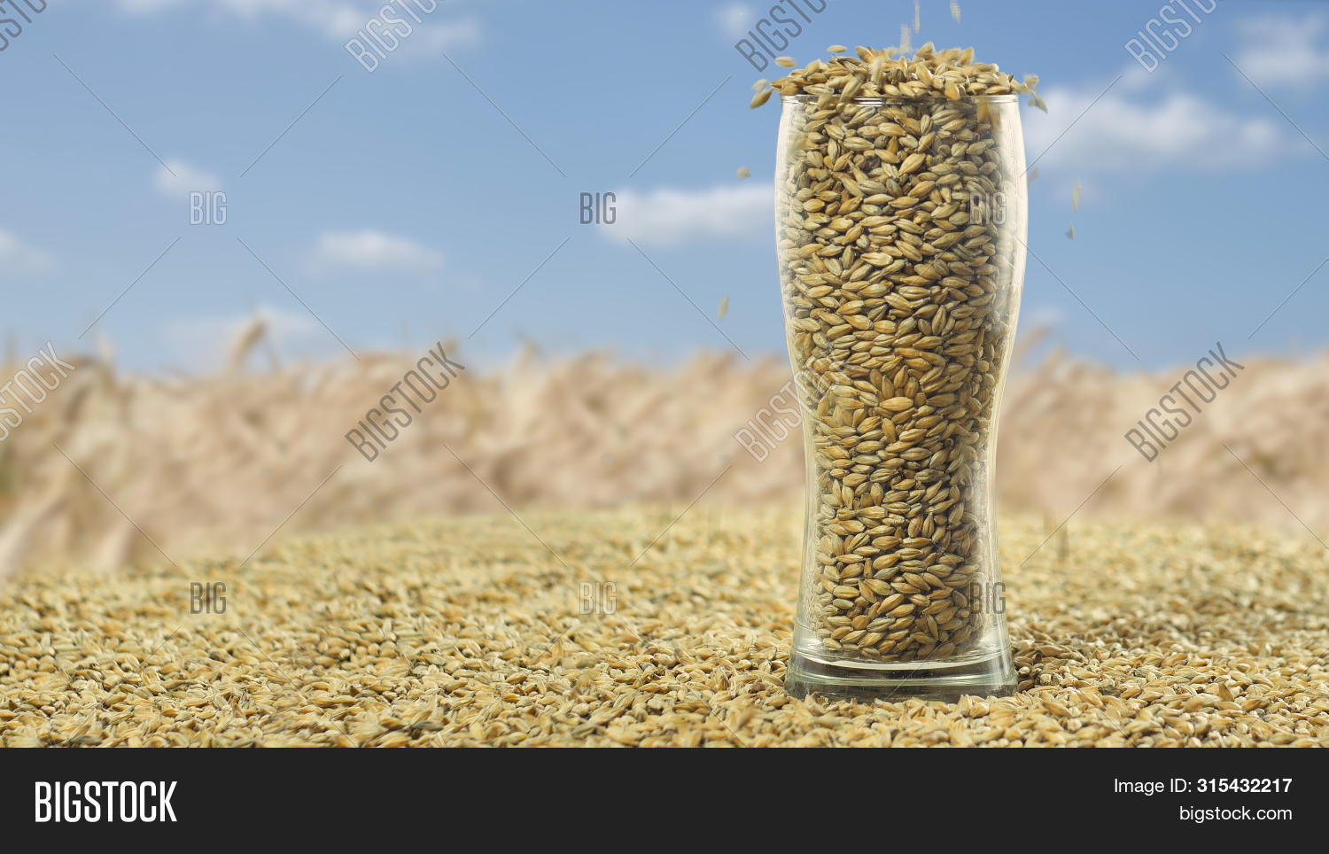 Dry Malt Beans Ready Image & Photo (Free Trial) | Bigstock