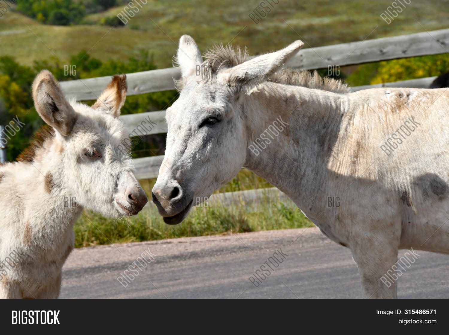 Mom Young Wild Burro Image & Photo (Free Trial) | Bigstock