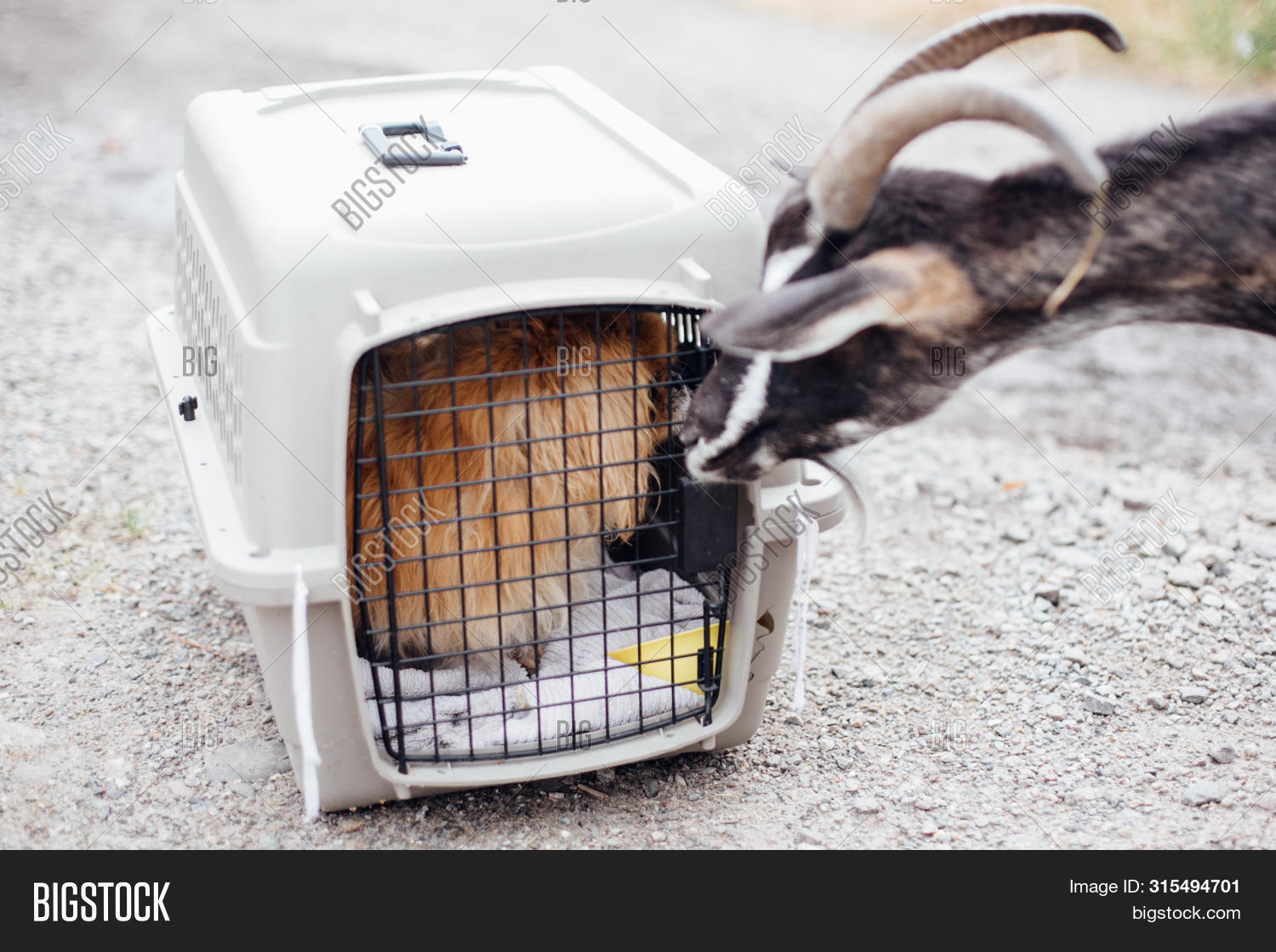 Goat Making Friends Image & Photo (Free Trial) | Bigstock