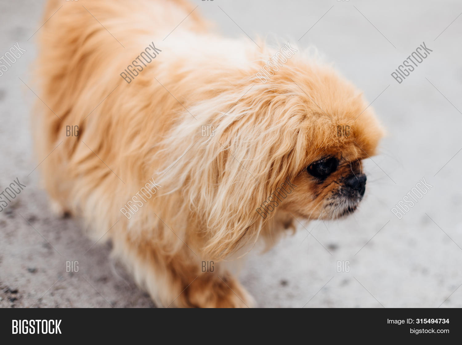 Cute Old Pekingese Dog Image & Photo (Free Trial) | Bigstock