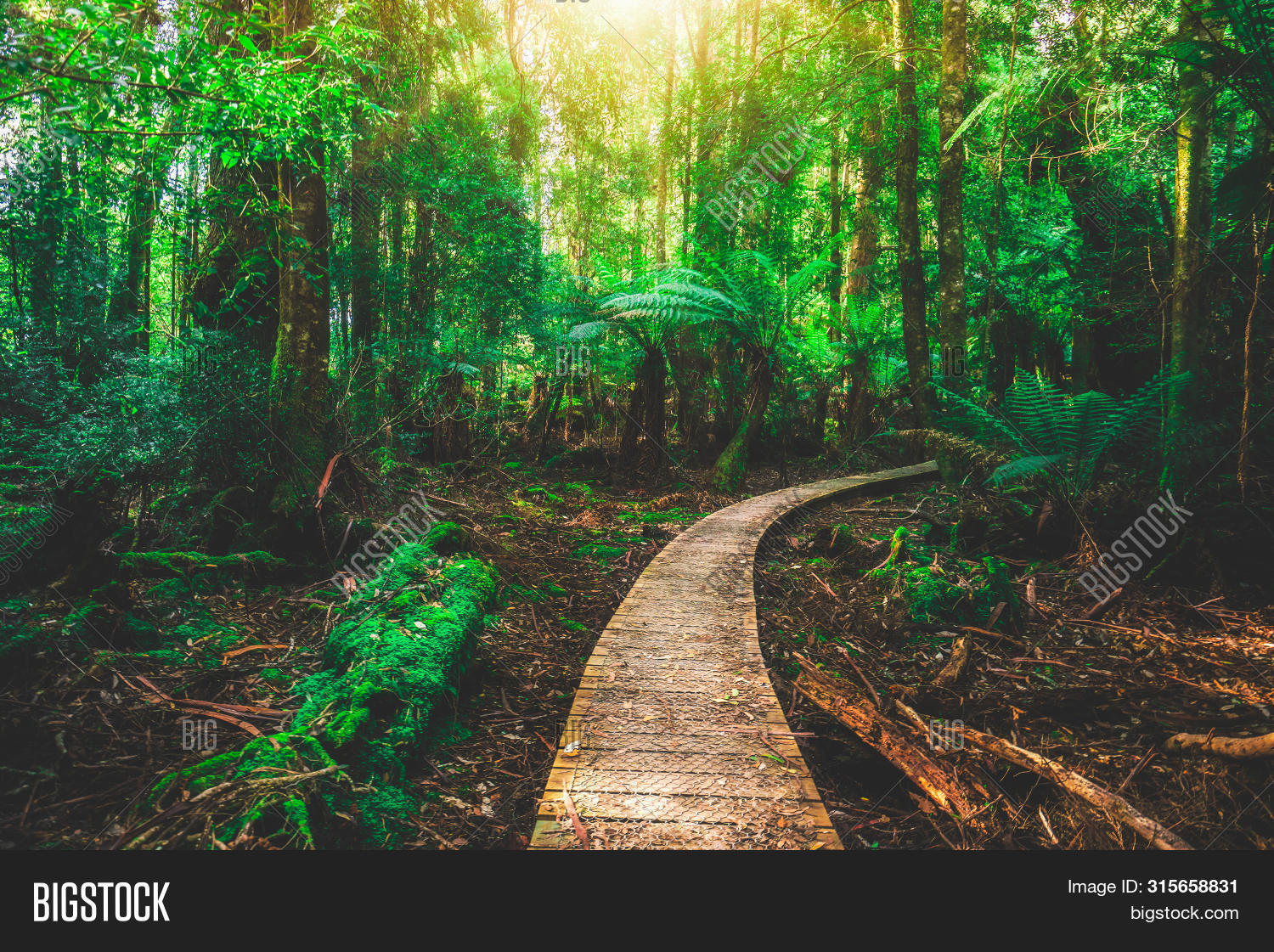 Beautiful Rainforest Image & Photo (Free Trial) | Bigstock