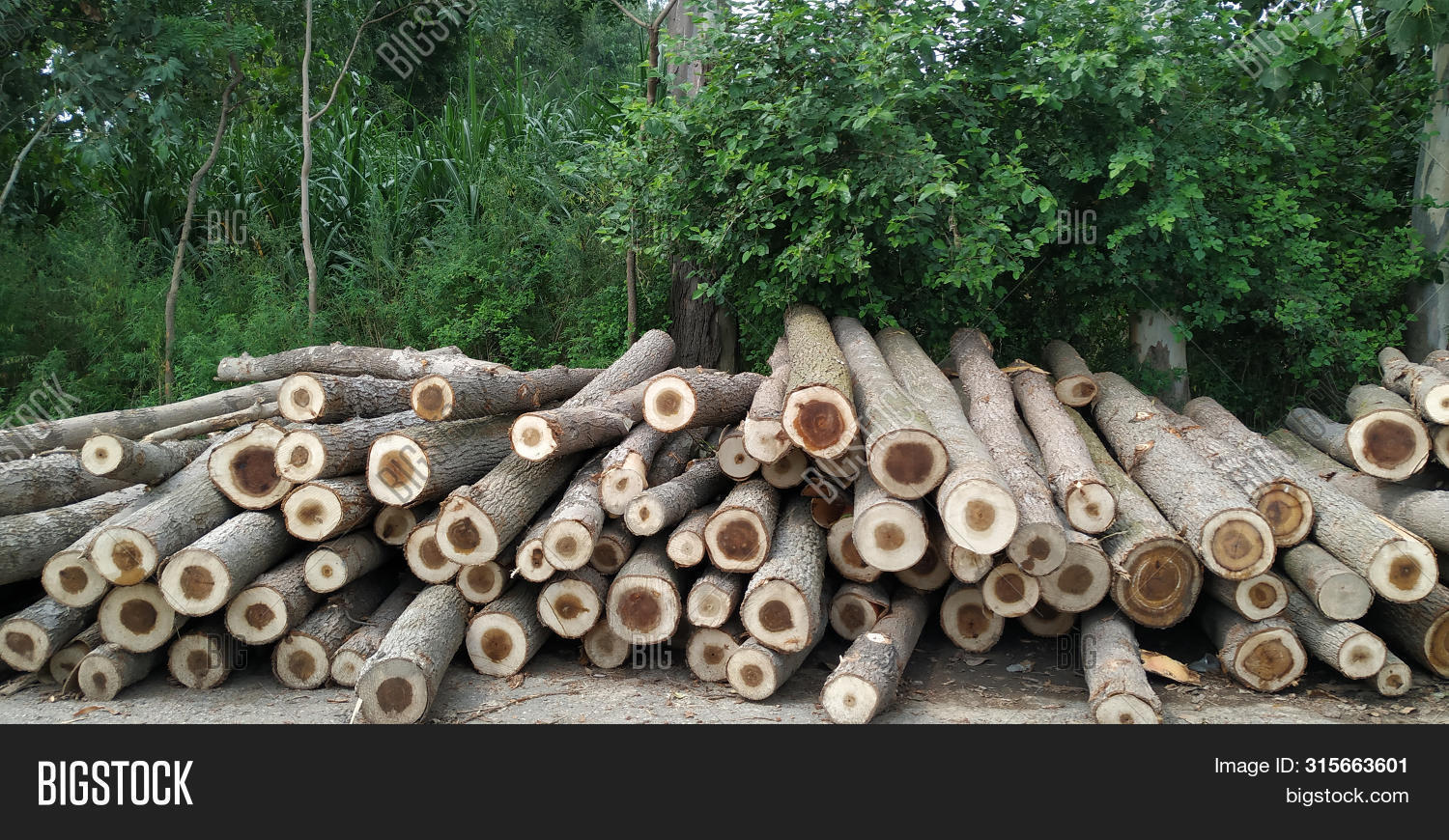 Deforestation Major Image & Photo (Free Trial) | Bigstock