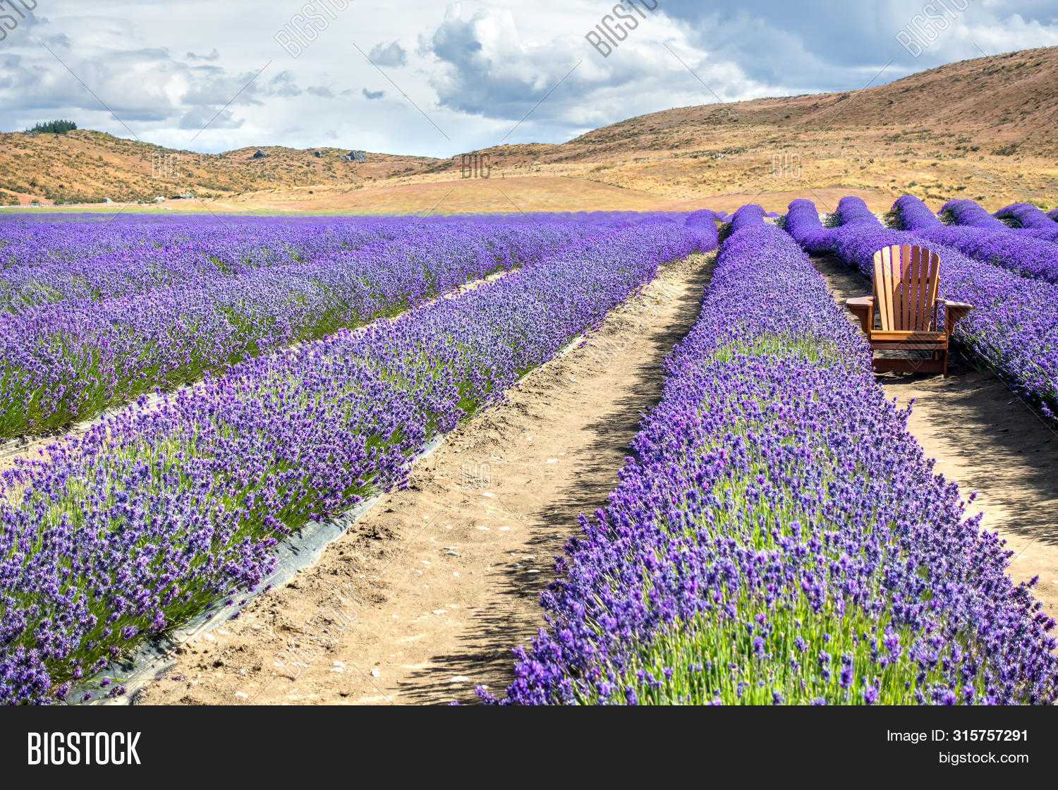 Image Lavender Field Image & Photo (Free Trial) | Bigstock