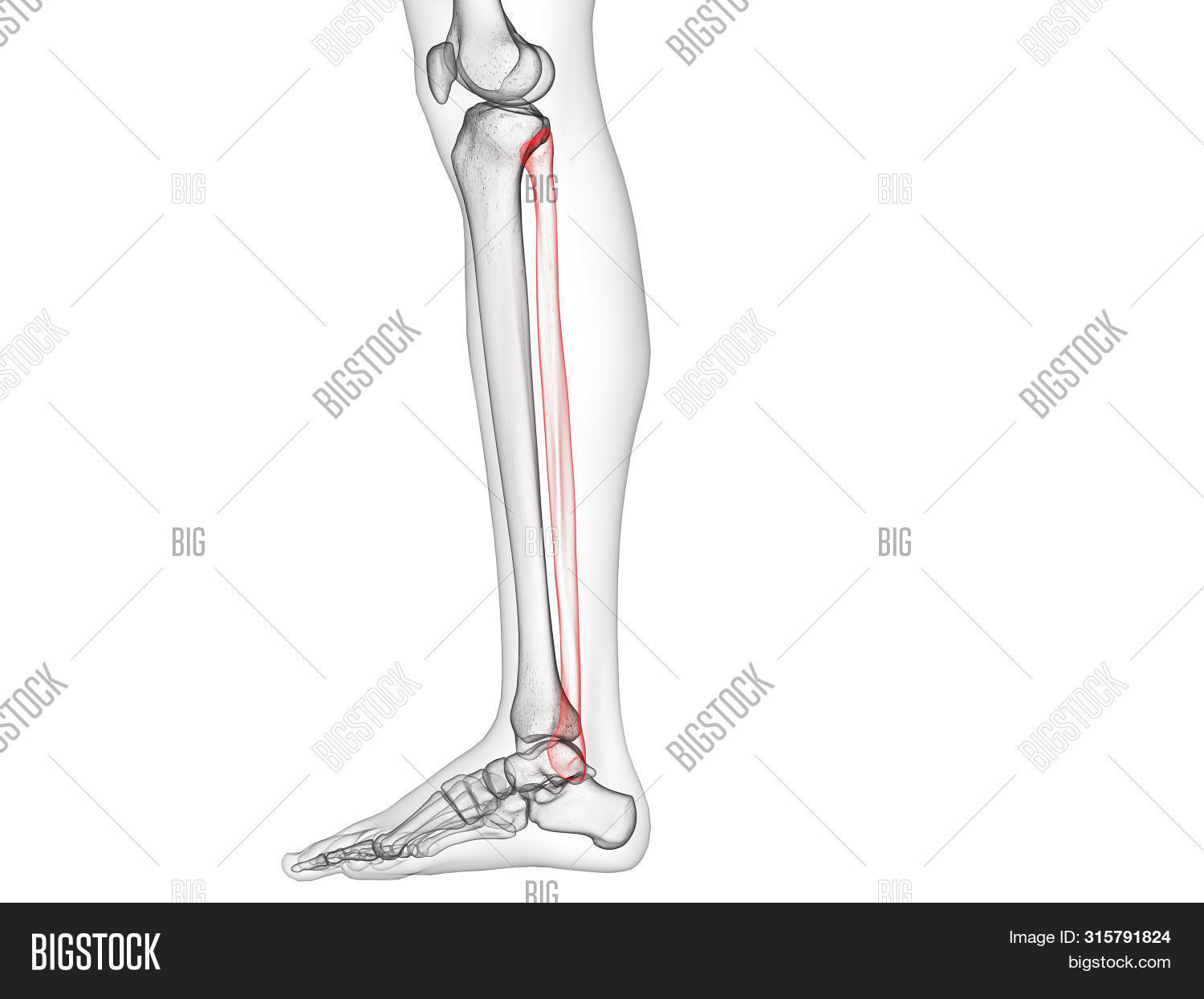3d Rendered Medically Image & Photo (Free Trial) | Bigstock