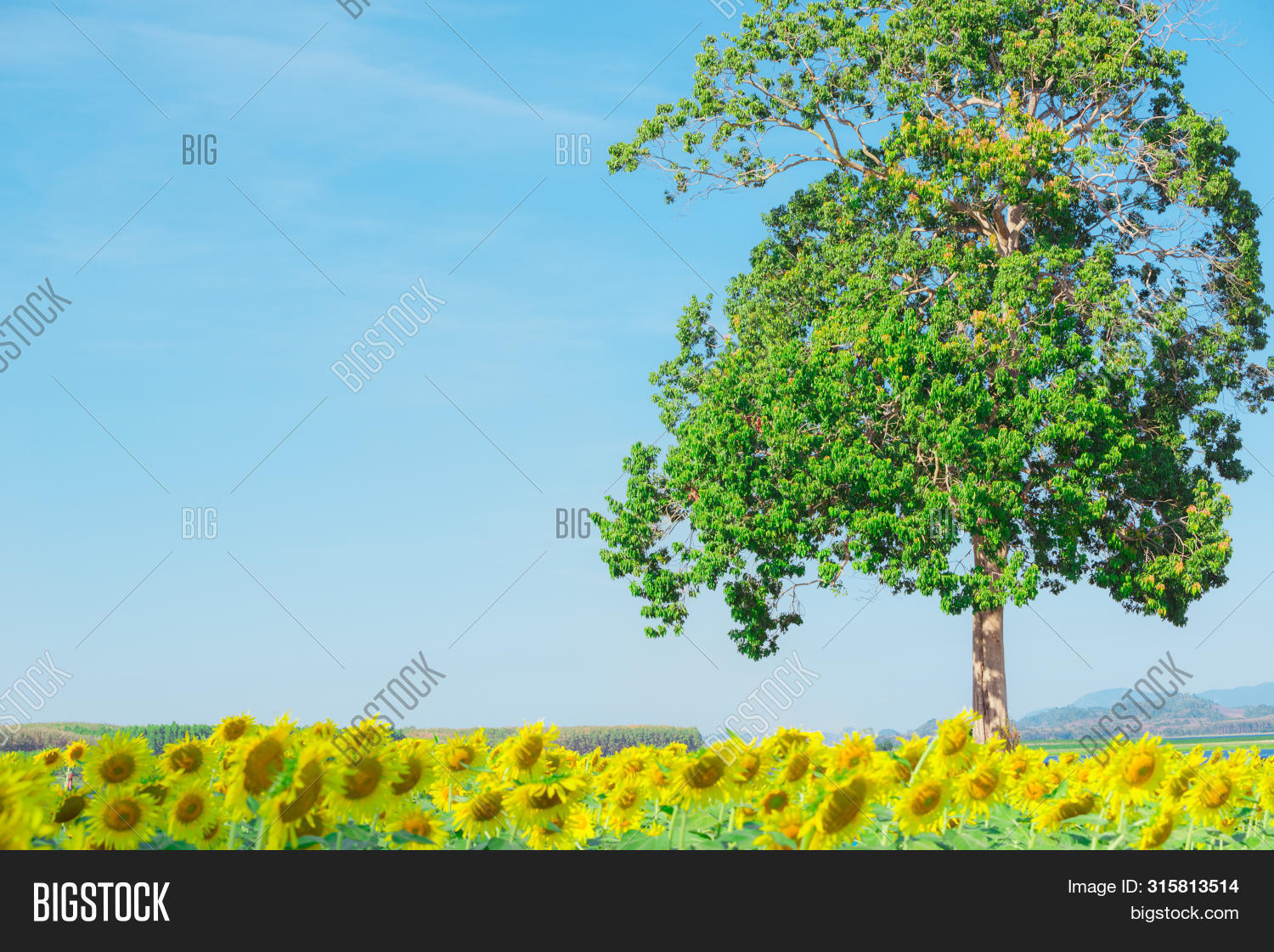 Big Tree Blue Sky Image & Photo (Free Trial) | Bigstock