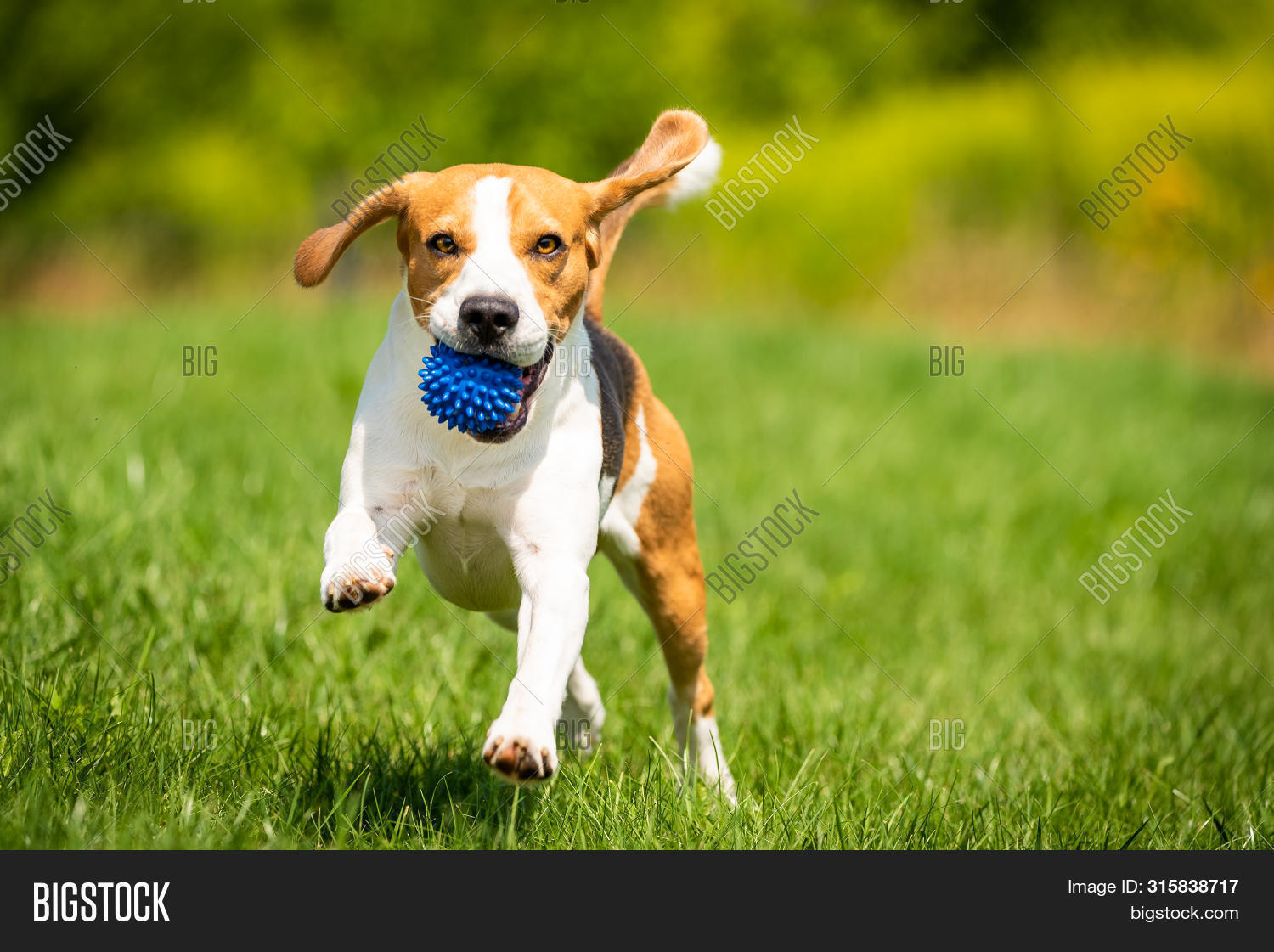 Beagle Dog Runs Image & Photo (Free Trial) | Bigstock