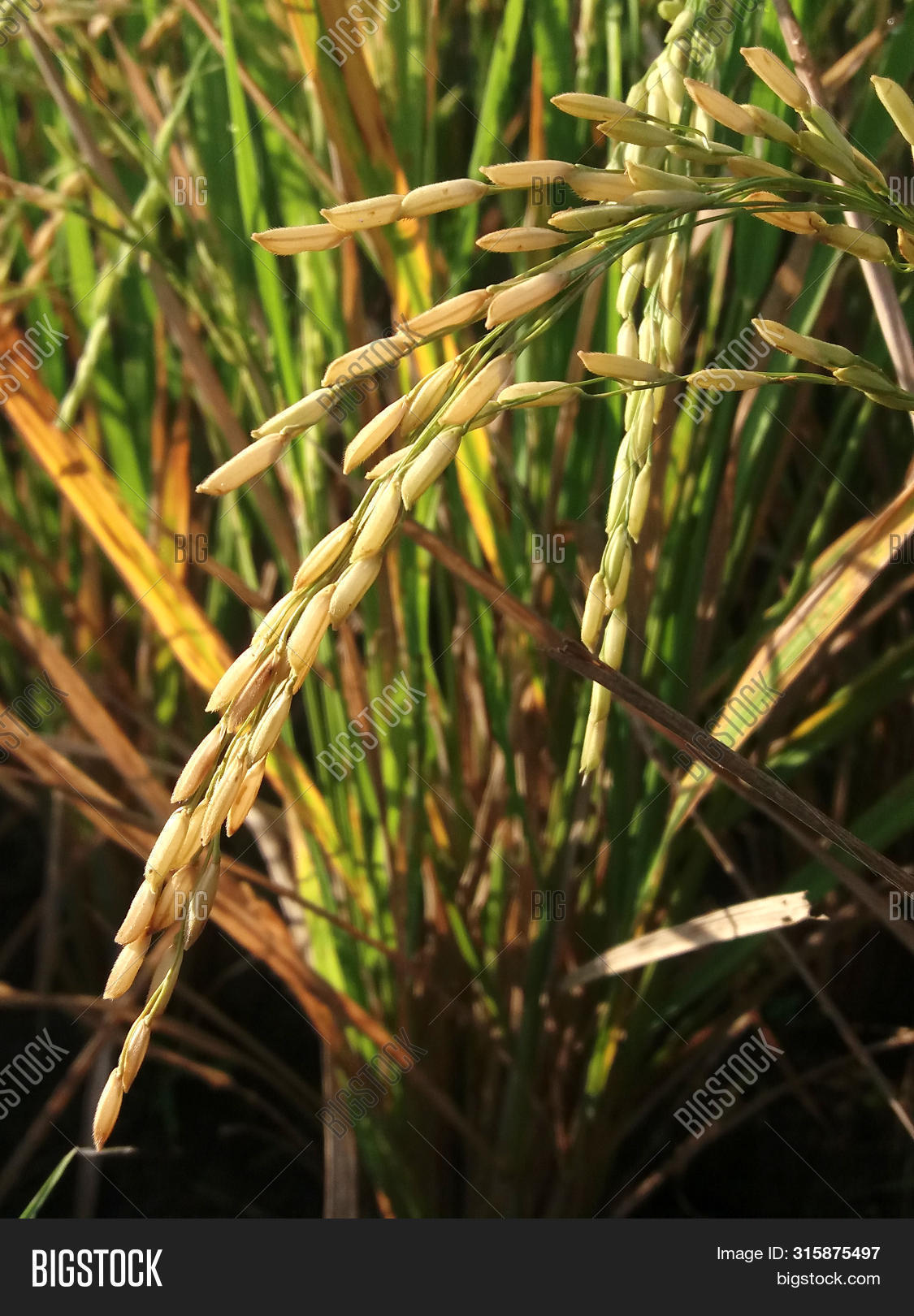 Paddy Ready Harvest Image & Photo (Free Trial) | Bigstock