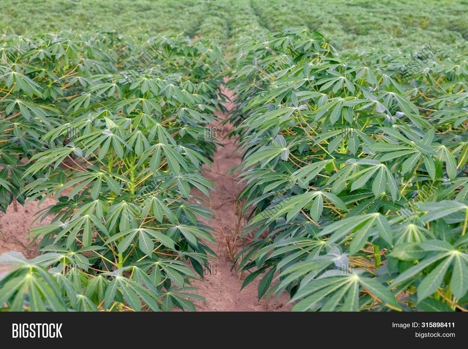 Cassava Fields On Image & Photo (Free Trial) | Bigstock
