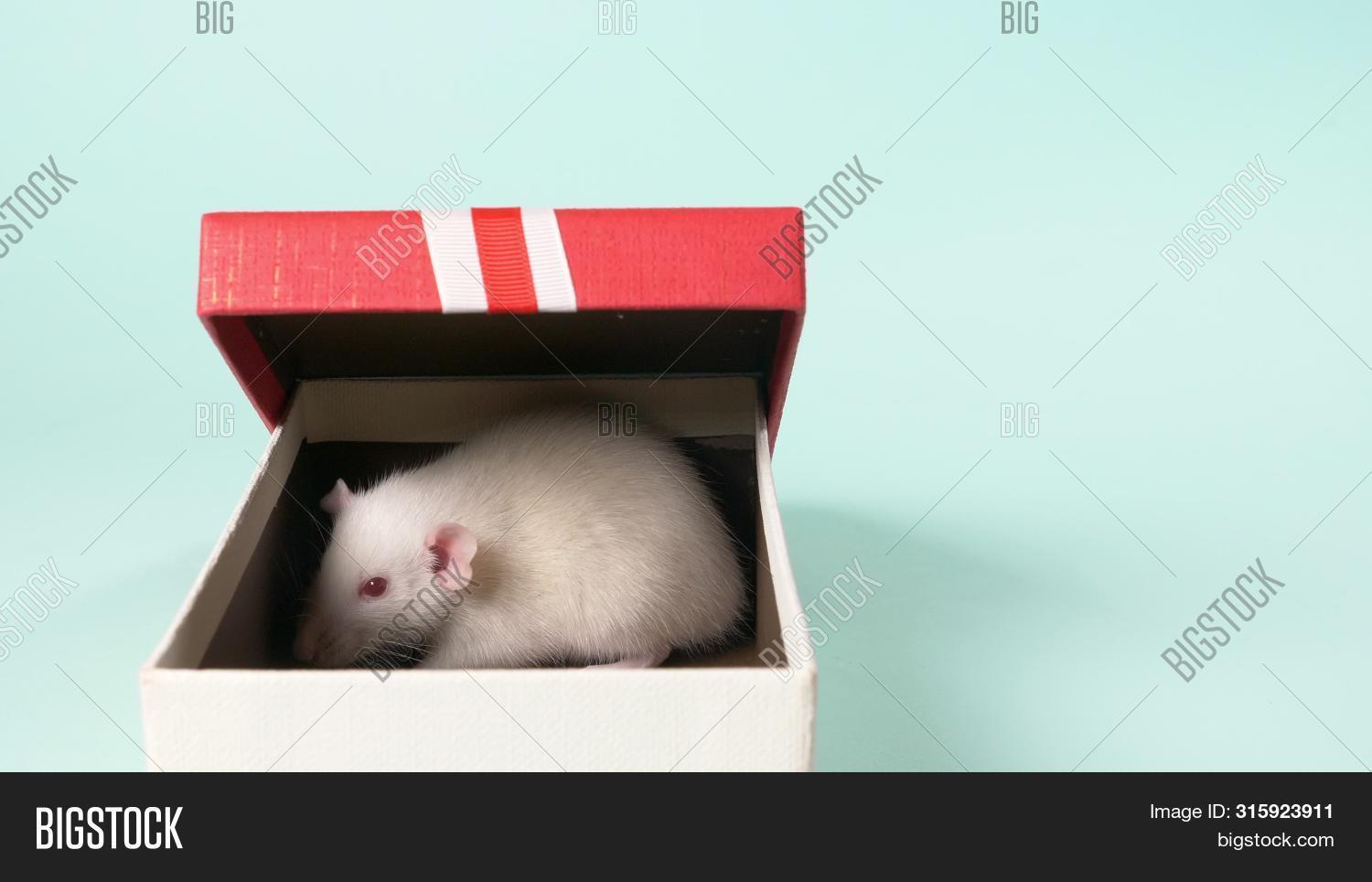 Cute Little White Rat Image & Photo (Free Trial) | Bigstock