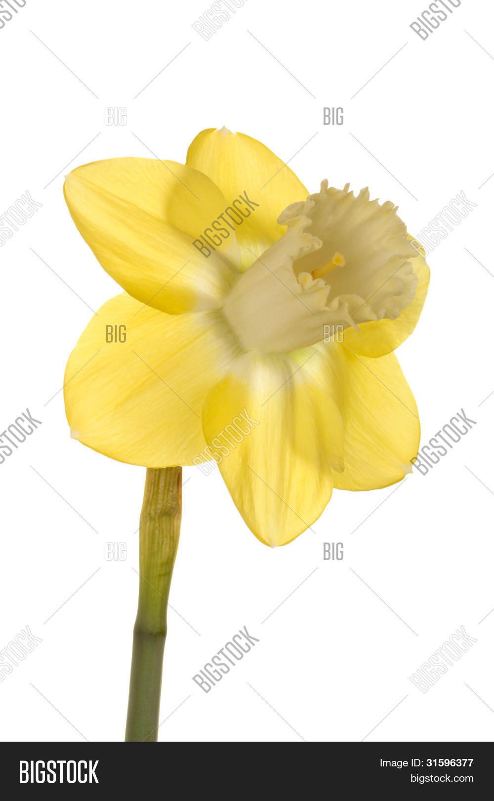 Single Flower Daffodil Image & Photo (Free Trial) | Bigstock