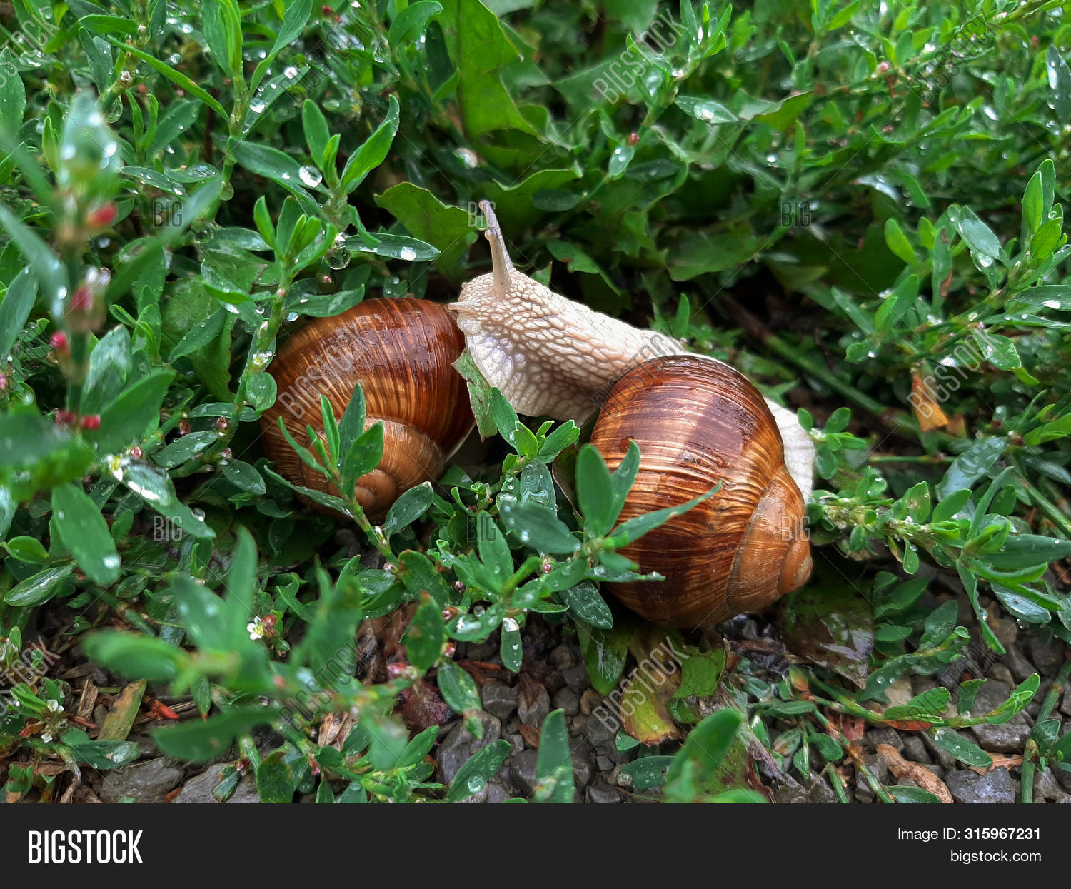 Two Live Wine Snails Image & Photo (Free Trial) | Bigstock