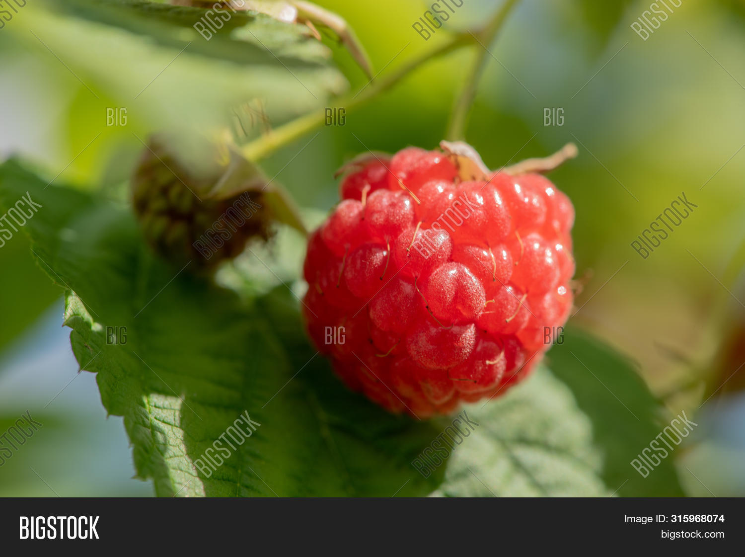 Single Raspberry Image & Photo (Free Trial) | Bigstock