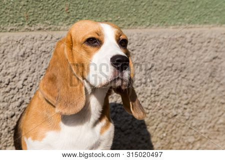 Portrait Cute Face Beagle Dog. Closeup Breed Dog Portrait. Beagle Sits ...