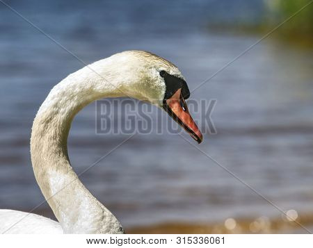 Wild Fat Swan Feeding Image & Photo (Free Trial) | Bigstock