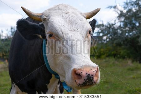 Cow Face Images, Illustrations & Vectors (Free) - Bigstock