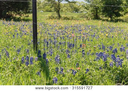 Bluebonnet Images, Illustrations & Vectors (Free) - Bigstock