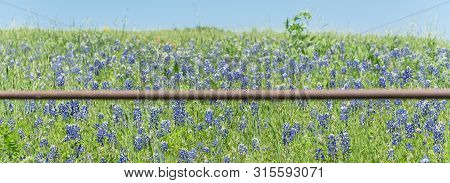 Bluebonnet Images, Illustrations & Vectors (Free) - Bigstock