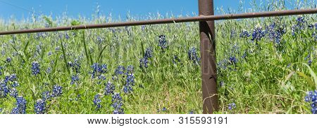 Bluebonnet Images, Illustrations & Vectors (Free) - Bigstock
