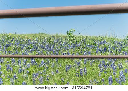 Bluebonnet Images, Illustrations & Vectors (Free) - Bigstock
