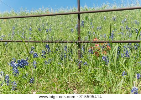 Bluebonnet Images, Illustrations & Vectors (Free) - Bigstock