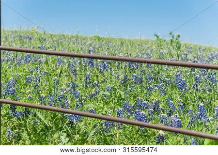 Bluebonnet Images, Illustrations & Vectors (Free) - Bigstock