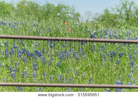 Bluebonnet Images, Illustrations & Vectors (Free) - Bigstock