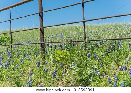 Bluebonnet Images, Illustrations & Vectors (Free) - Bigstock