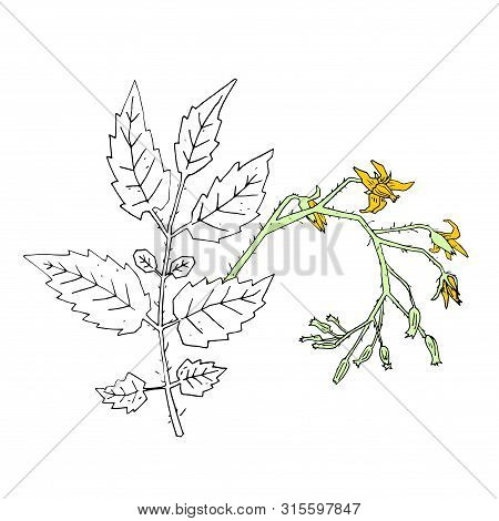 Parts Tomato Bush Vector & Photo (Free Trial) | Bigstock