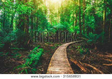 Beautiful Rainforest Image & Photo (Free Trial) | Bigstock
