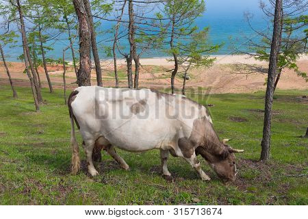 View Grazing Cow On Image & Photo (Free Trial) | Bigstock