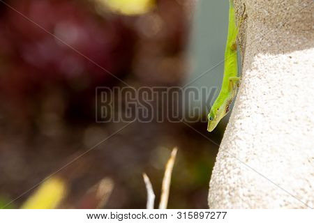 Vertical Green Lizard Image & Photo (Free Trial) | Bigstock