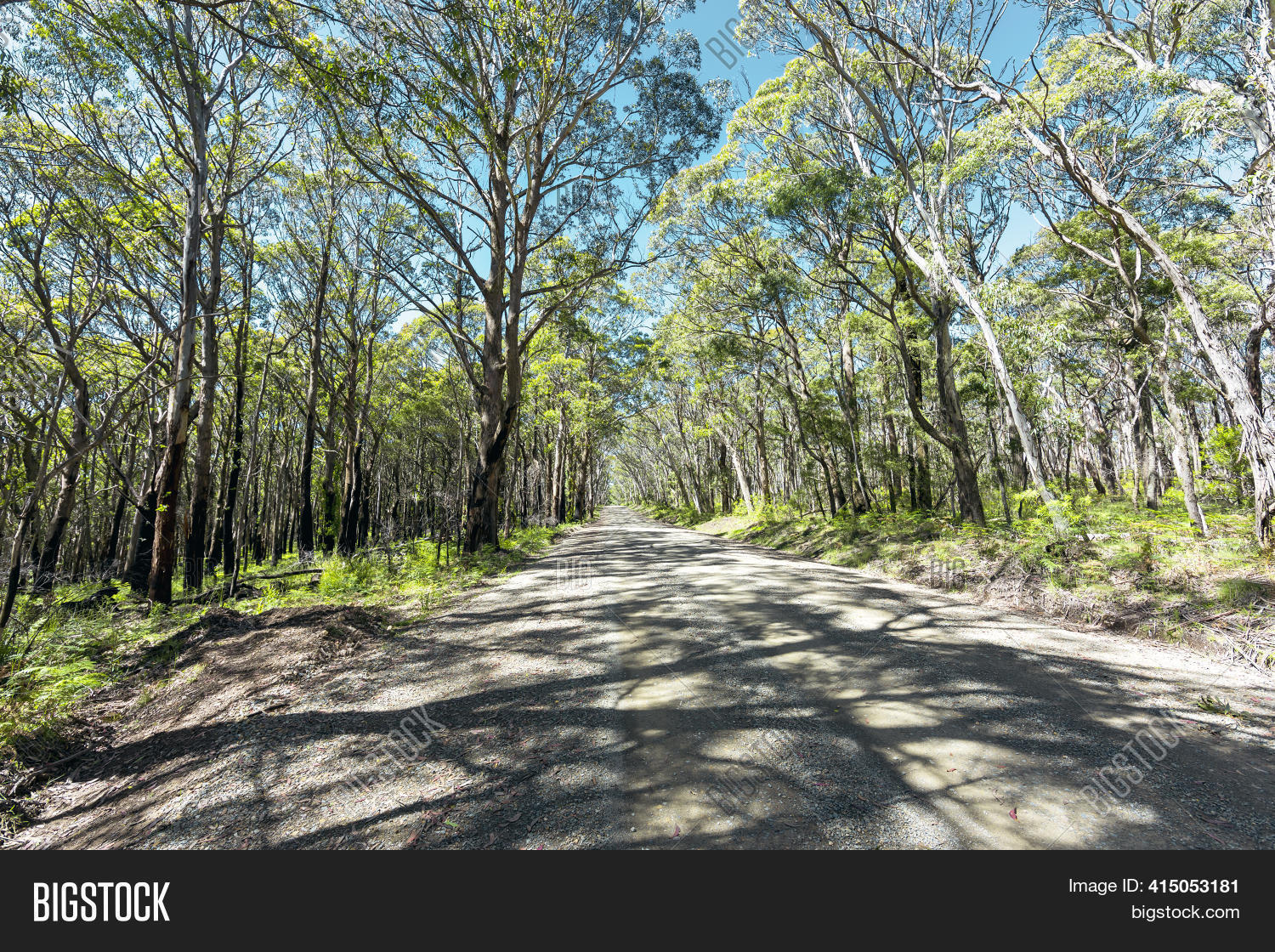 Long Dirt Road Forest Image & Photo (Free Trial) | Bigstock