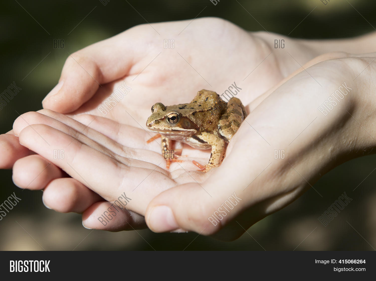 Small Frog Toad Warts Image & Photo (Free Trial) | Bigstock
