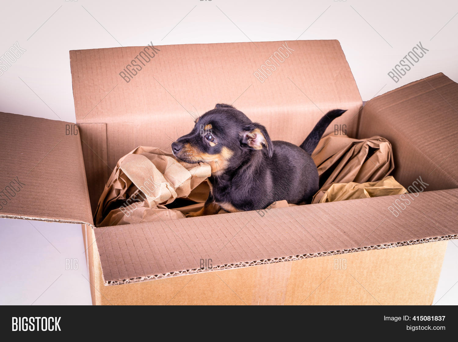 More Puppy Sellers Image & Photo (Free Trial) | Bigstock