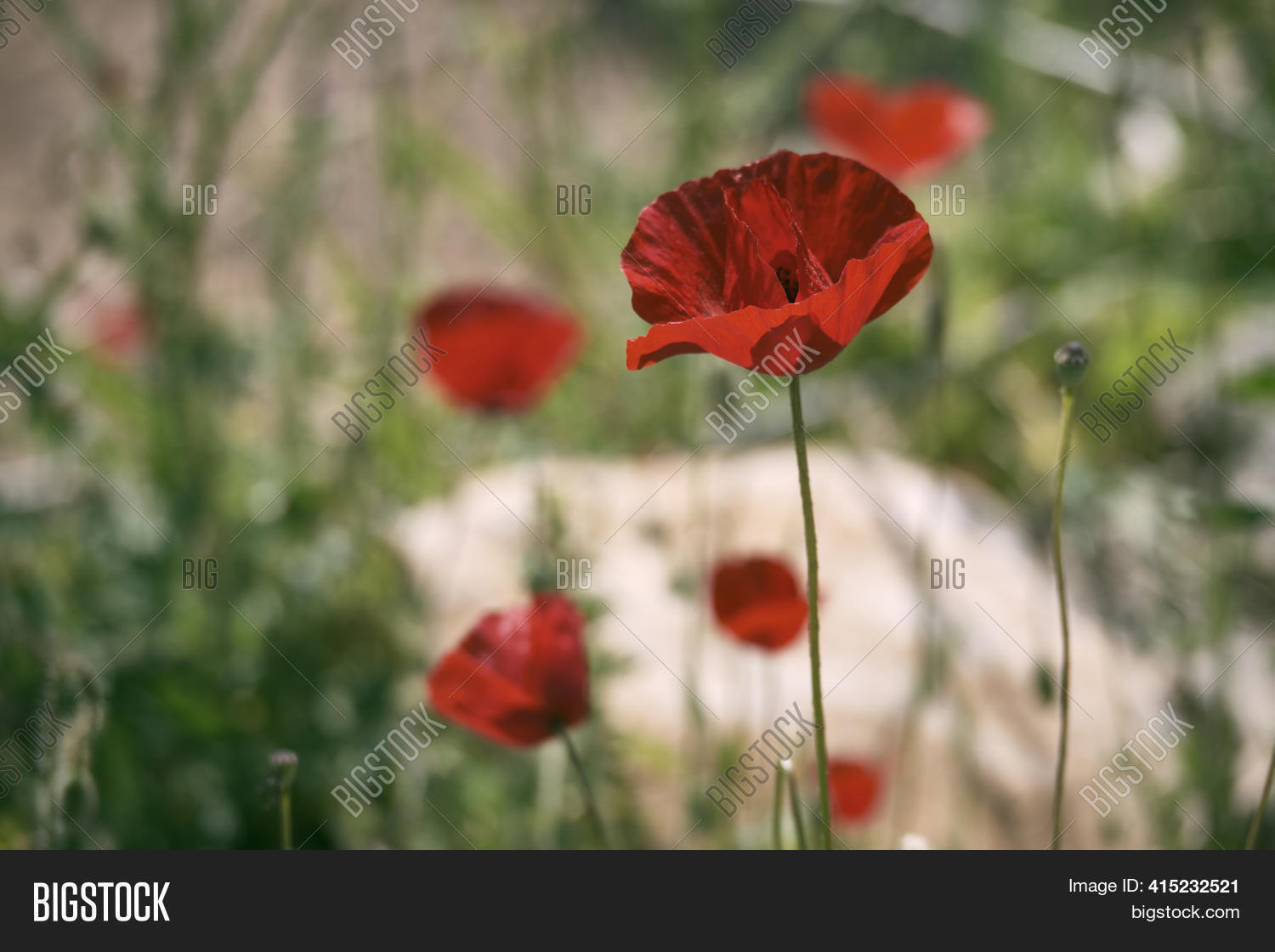 Red Common Poppy Image & Photo (Free Trial) | Bigstock