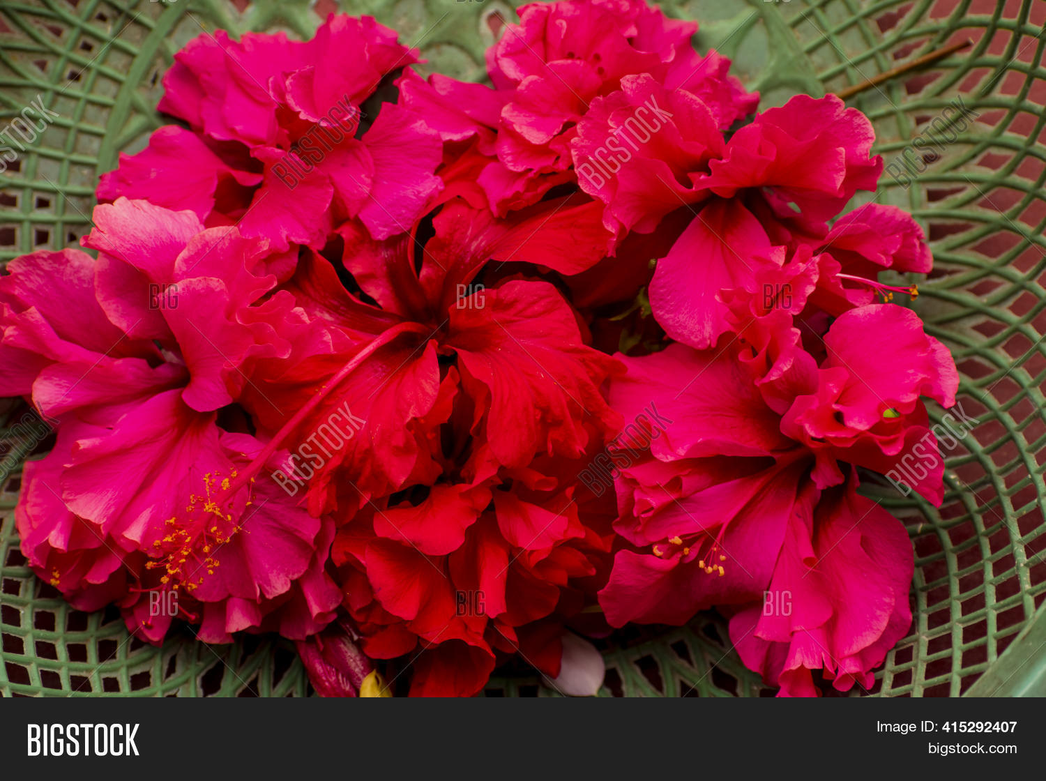 Indian Jaba Flower Image & Photo (Free Trial) | Bigstock