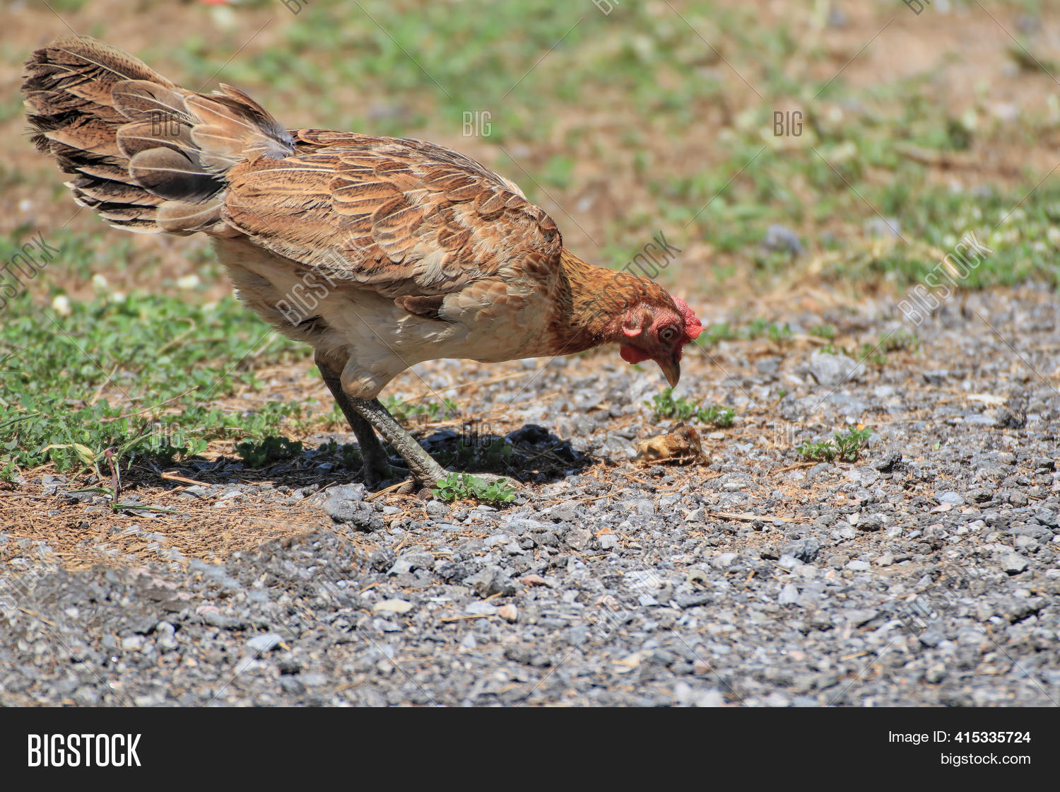 Female Hen Pecks Food Image & Photo (Free Trial) | Bigstock