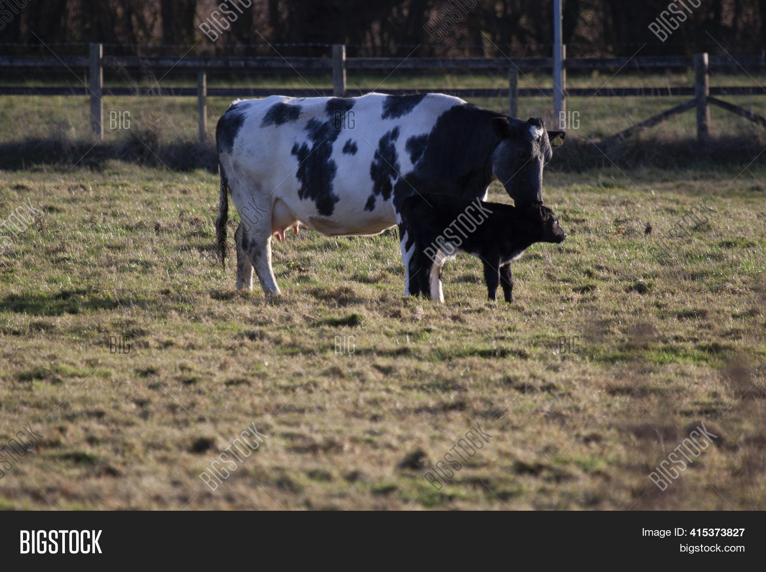 Picture Traditional Image & Photo (Free Trial) | Bigstock