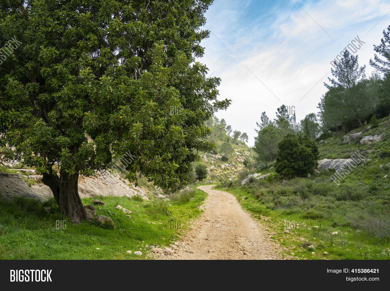 Old Carob Tree Near Image & Photo (Free Trial) | Bigstock